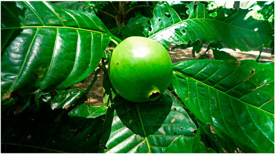 Five Underutilized Ecuadorian Fruits and Their Bioactive Potential as ...