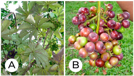 Five Underutilized Ecuadorian Fruits and Their Bioactive Potential as ...