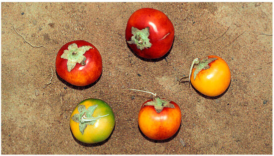 Five Underutilized Ecuadorian Fruits and Their Bioactive Potential as ...