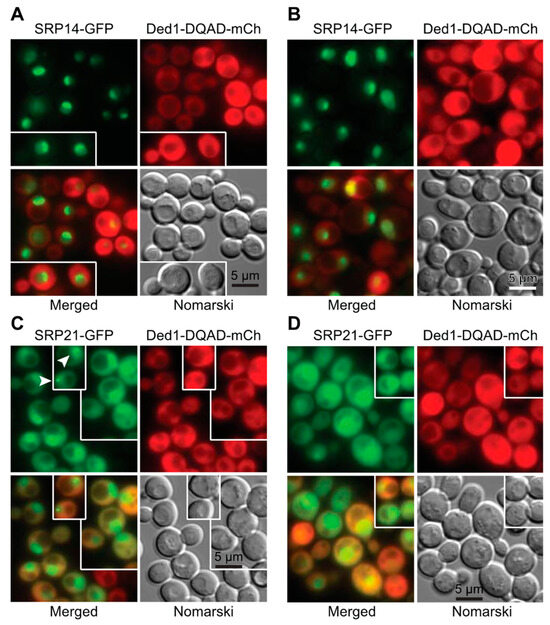 The RNA Helicase Ded1 from Yeast Is Associated with the Signal ...