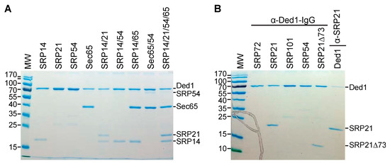 The RNA Helicase Ded1 from Yeast Is Associated with the Signal ...