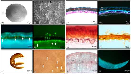 Comprehensive Quality Assessment of Brassica napus L. Seeds via HPTLC ...