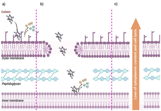Colistin: Lights and Shadows of an Older Antibiotic