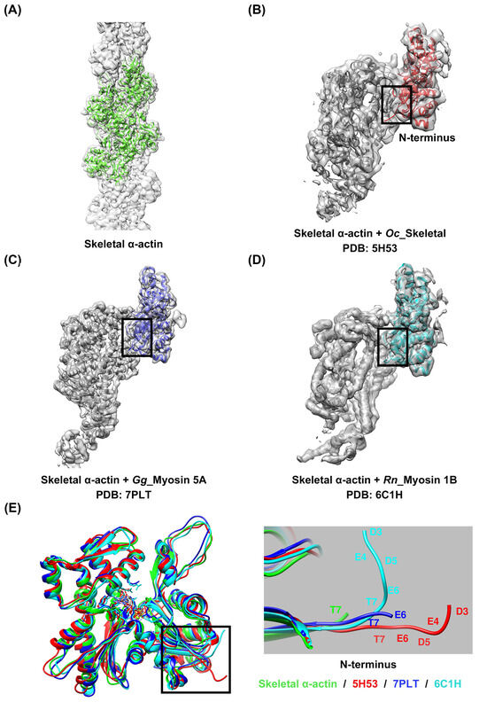 Insights into Actin Isoform-Specific Interactions with Myosin via ...