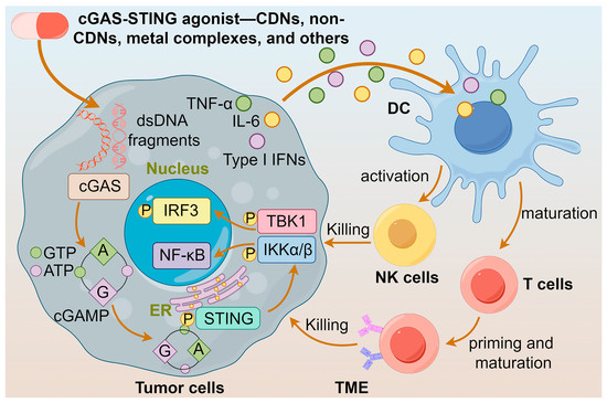 Agonists and Inhibitors of the cGAS-STING Pathway