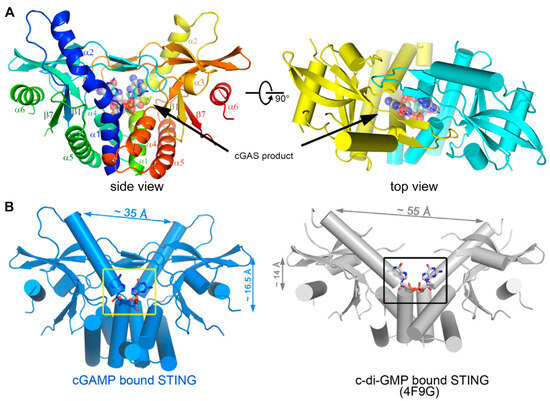 Agonists and Inhibitors of the cGAS-STING Pathway