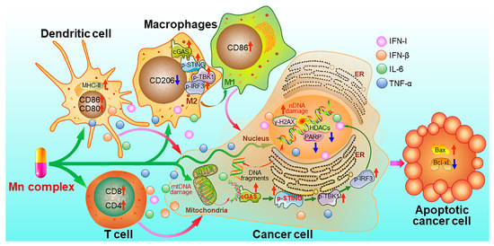 Agonists and Inhibitors of the cGAS-STING Pathway