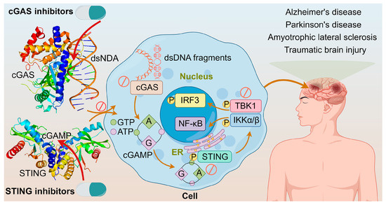 Agonists and Inhibitors of the cGAS-STING Pathway