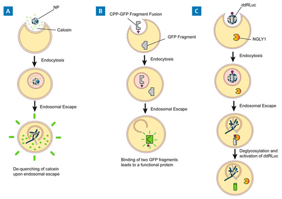 Achieving Endo/Lysosomal Escape Using Smart Nanosystems for Efficient ...