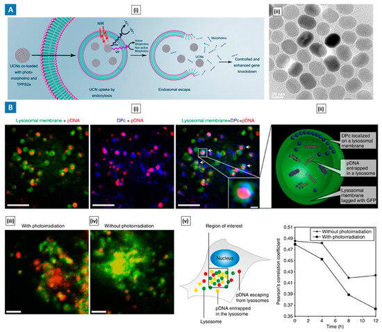 Achieving Endo/Lysosomal Escape Using Smart Nanosystems for Efficient ...