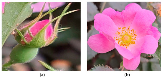 Molecular and Phytochemical Characteristics of Flower Color and Scent ...