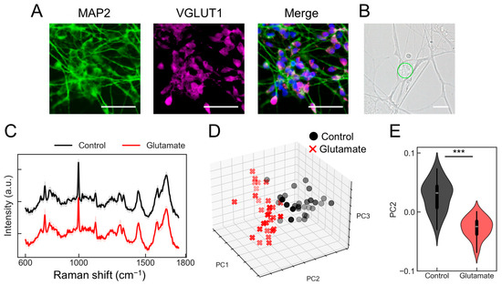 Label-Free Assessment of Neuronal Activity Using Raman Micro-Spectroscopy