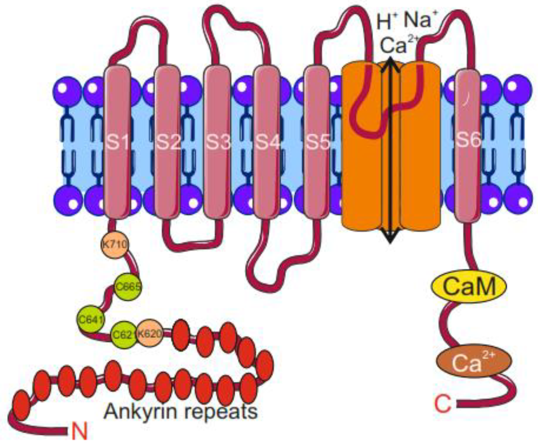 The TRPA1 Ion Channel Mediates Oxidative Stress-Related Migraine ...