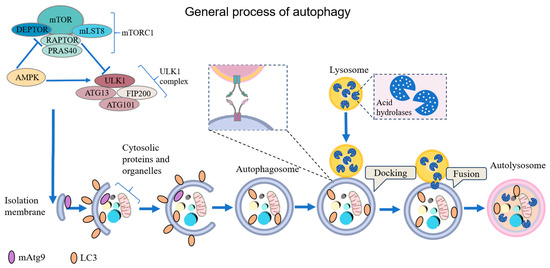 Application of Nanomaterials and Related Drug Delivery Systems in Autophagy