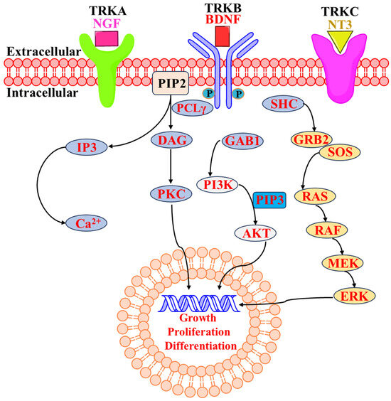 Pyrazolo[1,5-a]pyrimidine as a Prominent Framework for Tropomyosin ...
