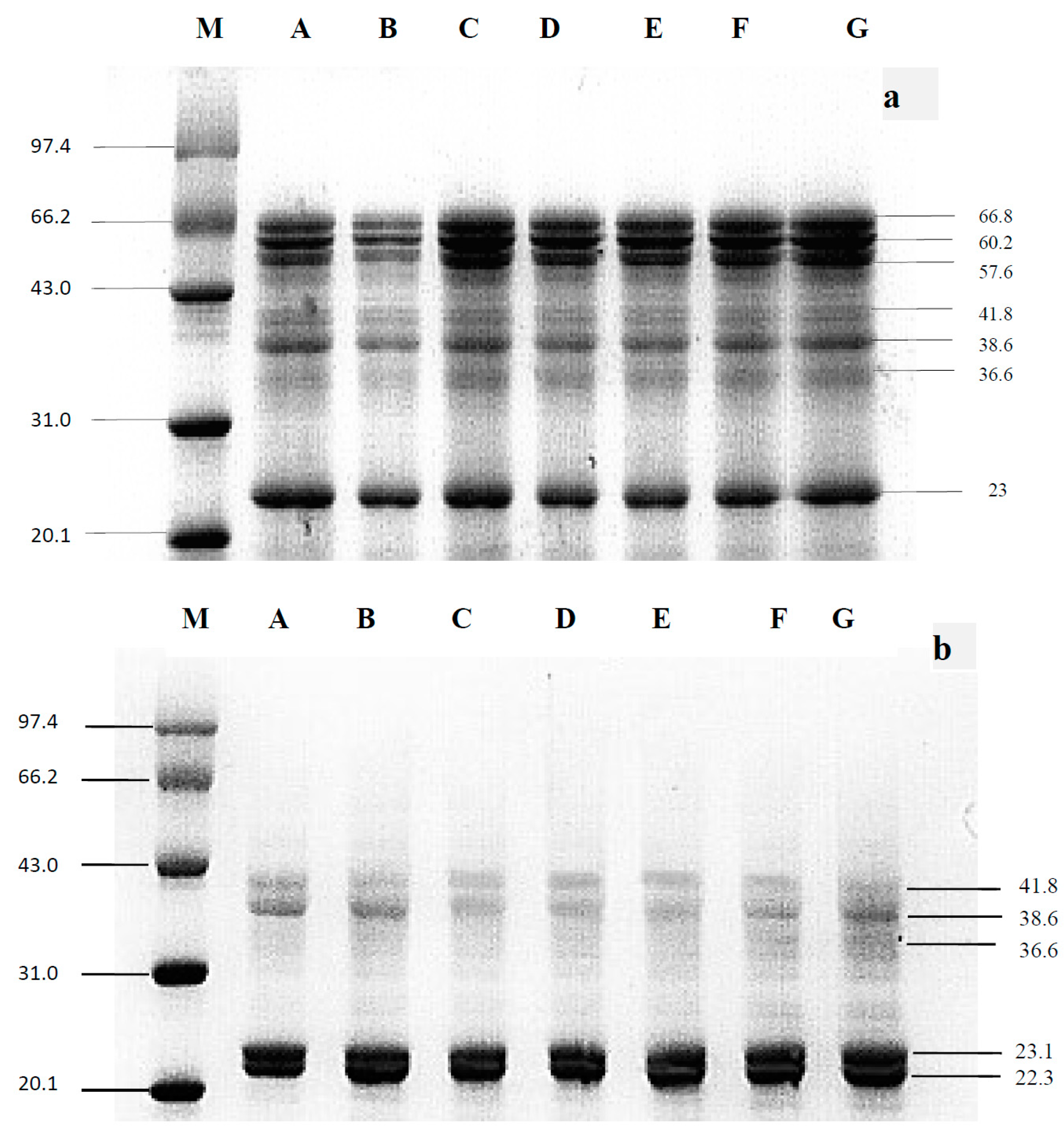 Enhancing Functional Properties and Protein Structure of Almond Protein Isolate Using High-Power ...
