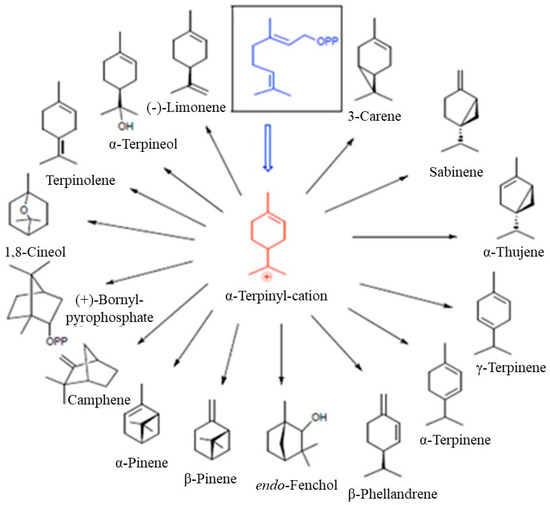 Molecules | Free Full-Text | Plant-Derived Terpenoids: A Plethora of ...