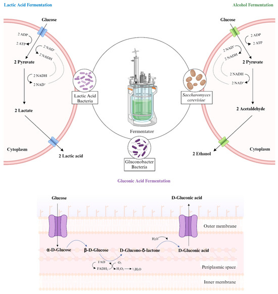 The Impact of Fermentation on the Antioxidant Activity of Food Products