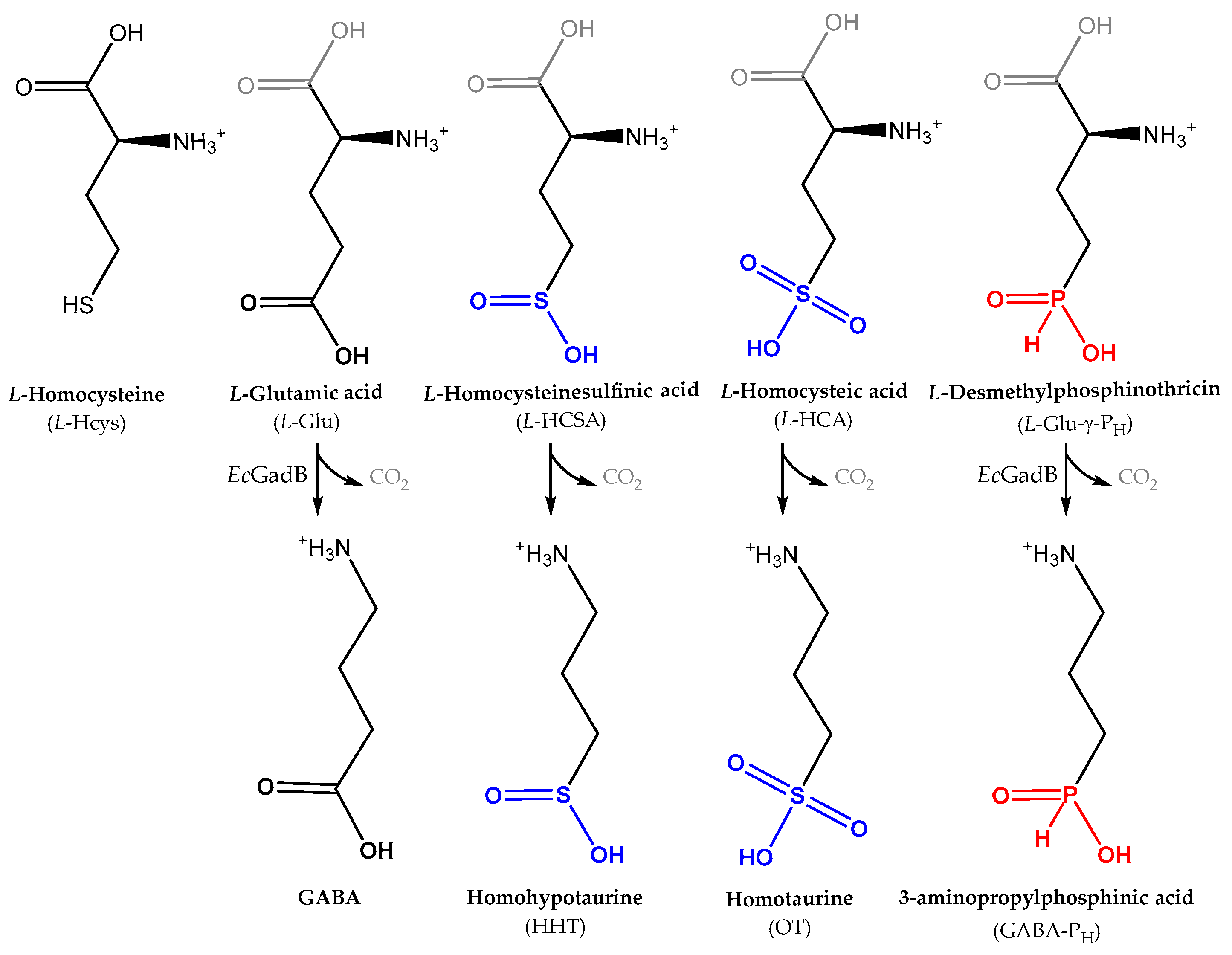 Synthesis and Biological Activity of Homohypotaurine Obtained by the ...