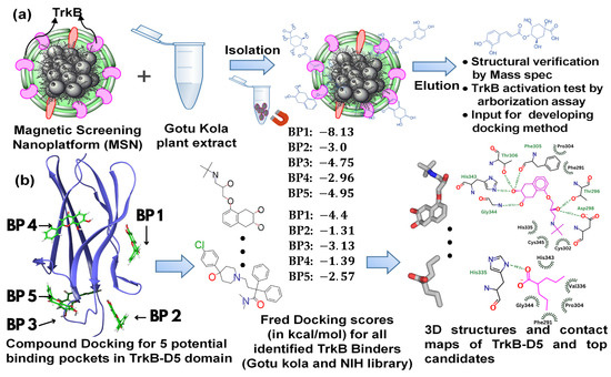 A Combined Computational and Experimental Approach to Studying ...