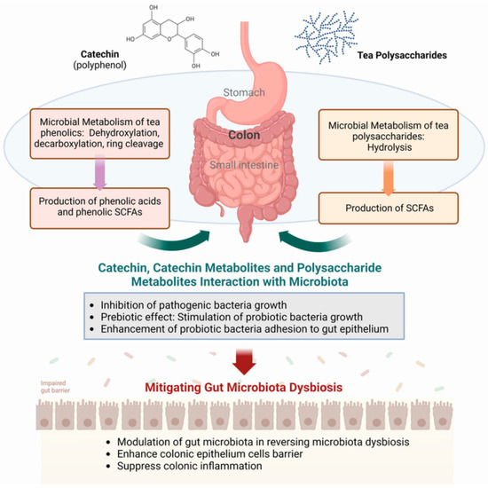 Effects of Differently Processed Tea on the Gut Microbiota