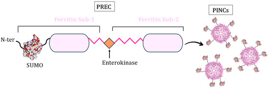 Bioactive Molecules Delivery Through Ferritin Nanoparticles Sum Up Of Current Loading Methods