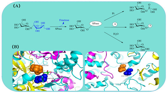 Advancements in the Heterologous Expression of Sucrose Phosphorylase ...