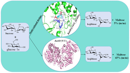 Advancements in the Heterologous Expression of Sucrose Phosphorylase ...