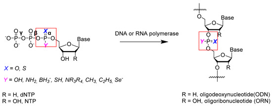 Synthesis and Properties of α-Phosphate-Modified Nucleoside Triphosphates
