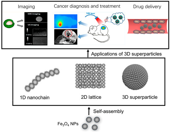 Magnetite Nanoparticle Assemblies and Their Biological Applications: A ...