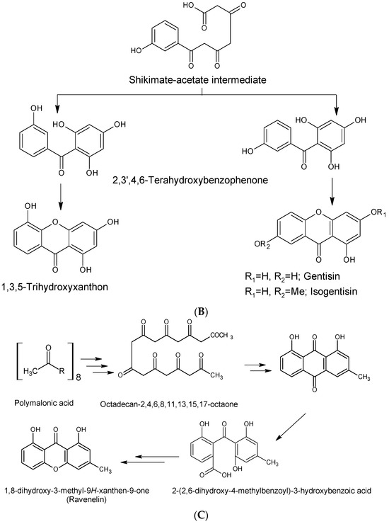 Naturally Occurring Xanthones and Their Biological Implications