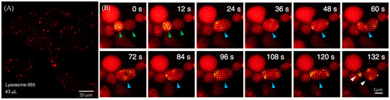 The ATTO 565 Dye and Its Applications in Microscopy