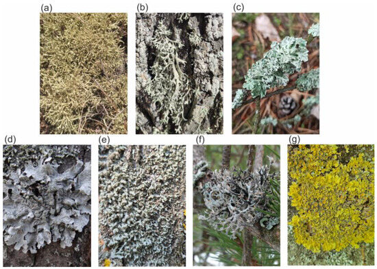 Towards the Use of Lichens as a Source of Bioactive Substances for ...