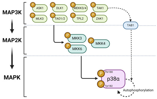 p38α Mitogen-Activated Protein Kinase—An Emerging Drug Target for the Treatment of Alzheimer’s ...