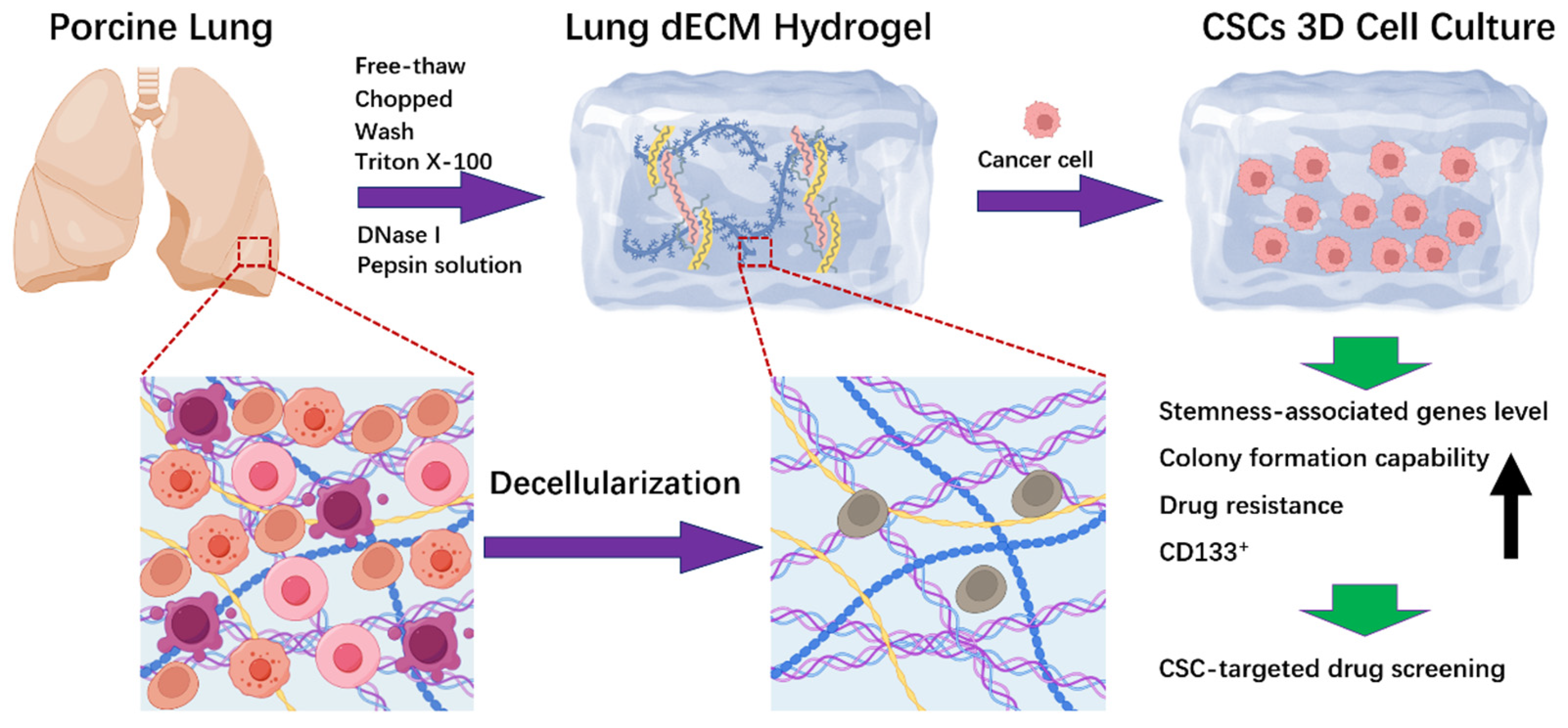 Thermo-Responsive Hydrogel Based on Lung Decellularized Extracellular Matrix for 3D Culture ...
