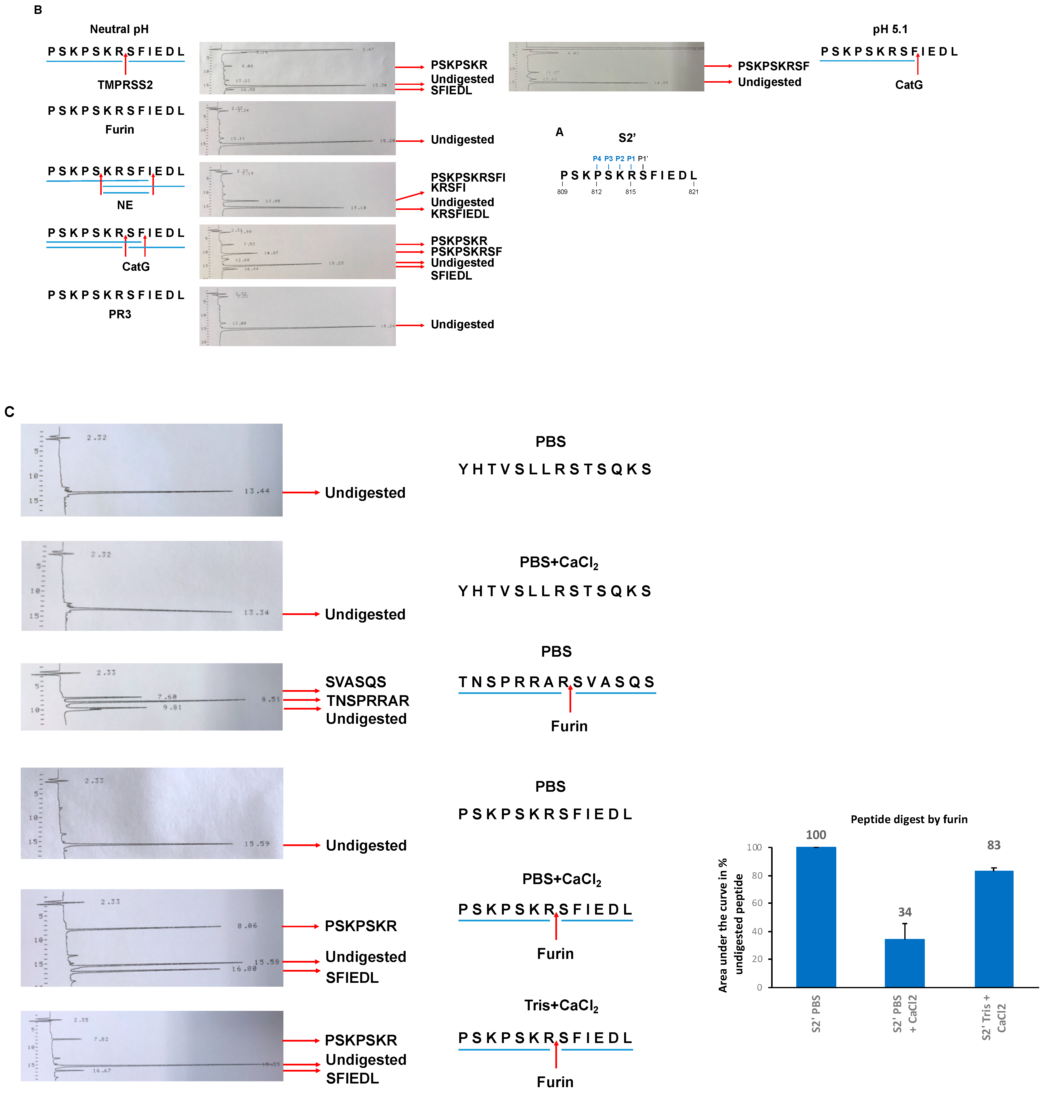 The Proteolytic Activity of Neutrophil-Derived Serine Proteases Bound ...