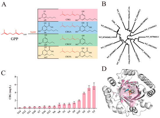 Rational Design and Modification of NphB for Cannabinoids Biosynthesis