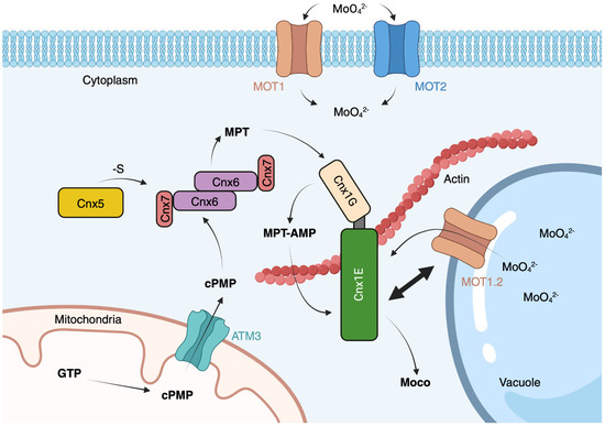 The Final Step in Molybdenum Cofactor Biosynthesis—A Historical View