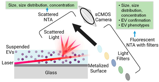 Nanoparticle Tracking Analysis: An Effective Tool to Characterize Extracellular Vesicles