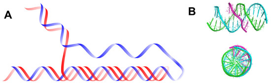 Insights into the Molecular Structure, Stability, and Biological ...