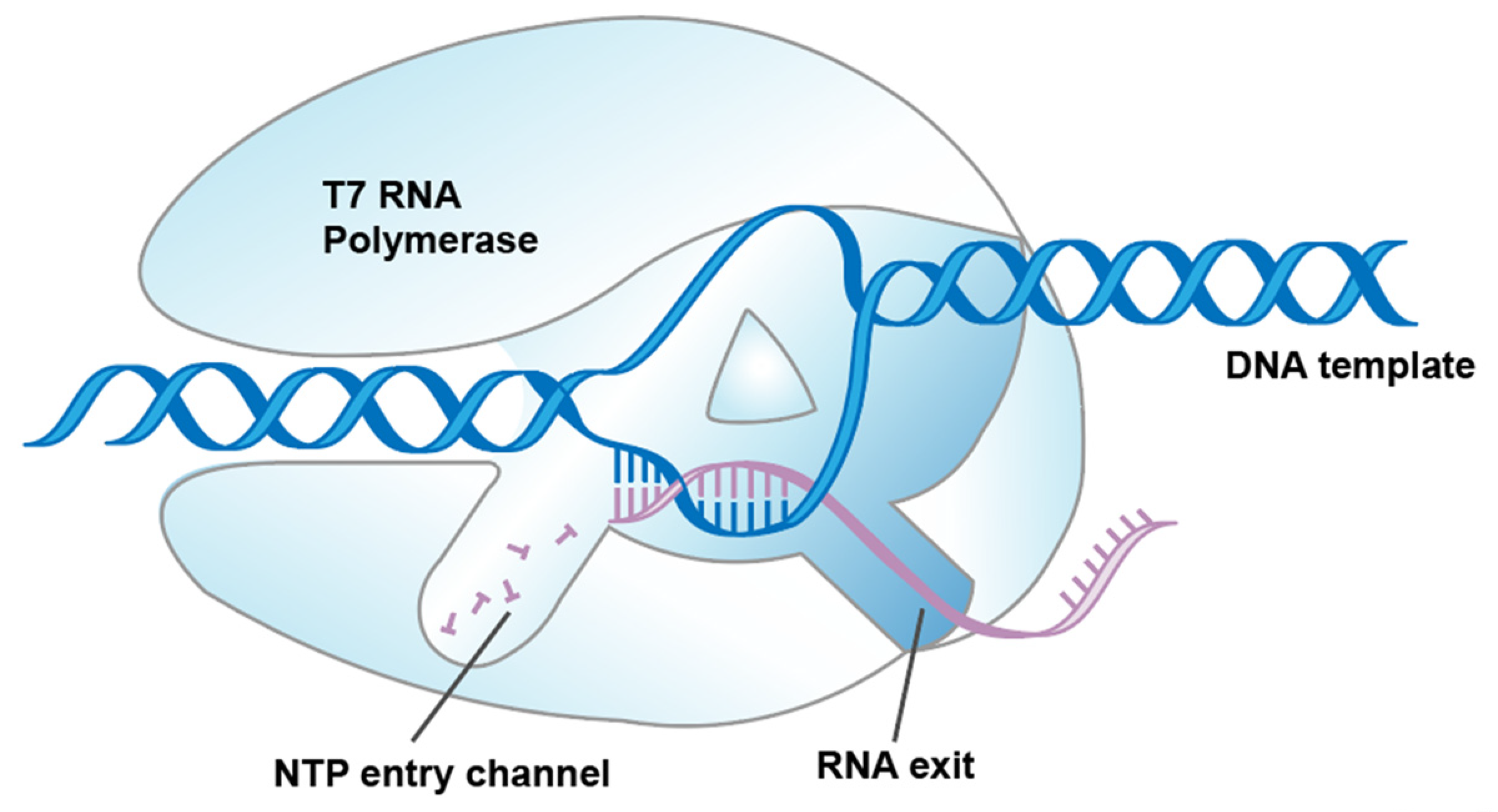Effective Synthesis of mRNA during In Vitro Transcription with Fewer Impurities Produced