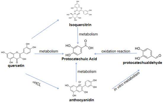 Research Progress on the Mechanisms of Protocatechuic Acid in the ...