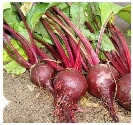 Research Progress on Bioactive Substances of Beets and Their Functions