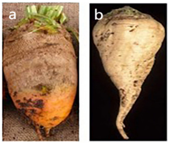 Research Progress on Bioactive Substances of Beets and Their Functions