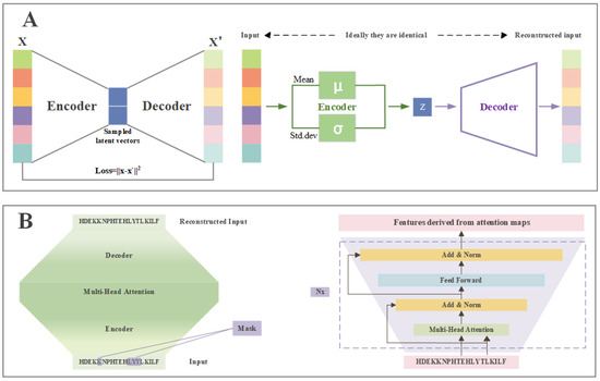Protein A-like Peptide Design Based on Diffusion and ESM2 Models