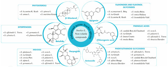 Genus Stachys—Phytochemistry, Traditional Medicinal Uses, and Future ...
