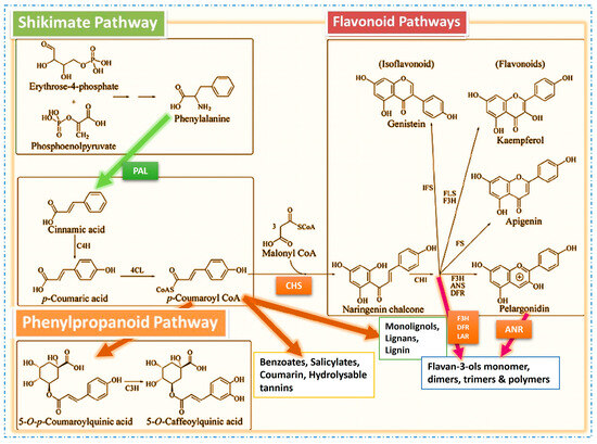 Flavonoids and Other Phenolic Compounds for Physiological Roles, Plant ...
