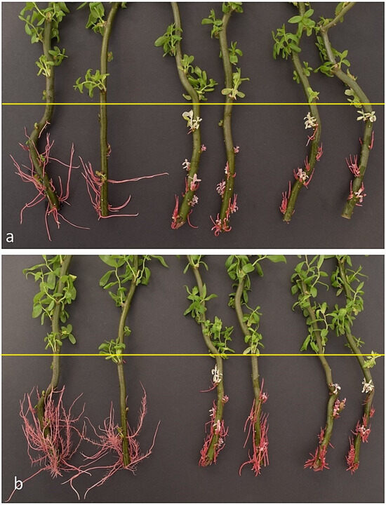 Effect of Fluridone on Roots and Leaf Buds Development in Stem Cuttings ...