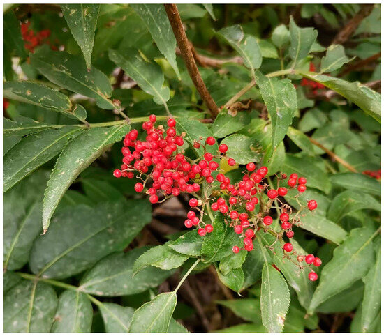 Microscopic Identification, Phytochemical Analysis, and Study of ...