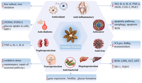Comprehensive Review on Fruit of Terminalia chebula: Traditional Uses ...
